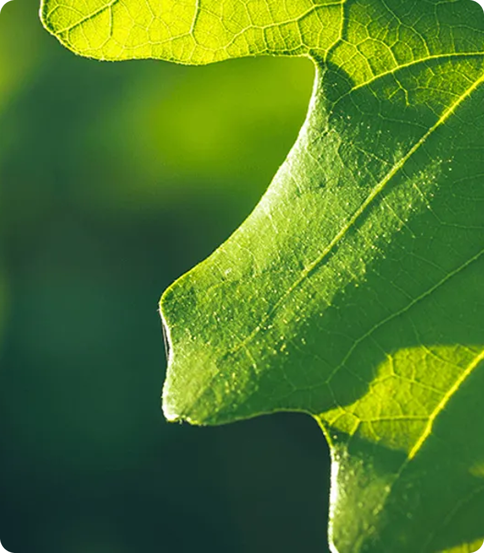 Oak Tree Care, Oak Tree Care and Health Products - TreeHelp