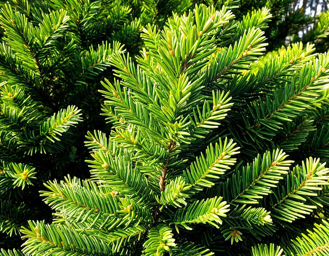 Buy Taxus baccata: Common or Pyramid Yew Seeds Online in USA, Taxus ...