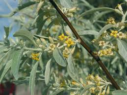 Buy Elaeagnus angustifolia: Russian Olive Seeds Online in USA ...