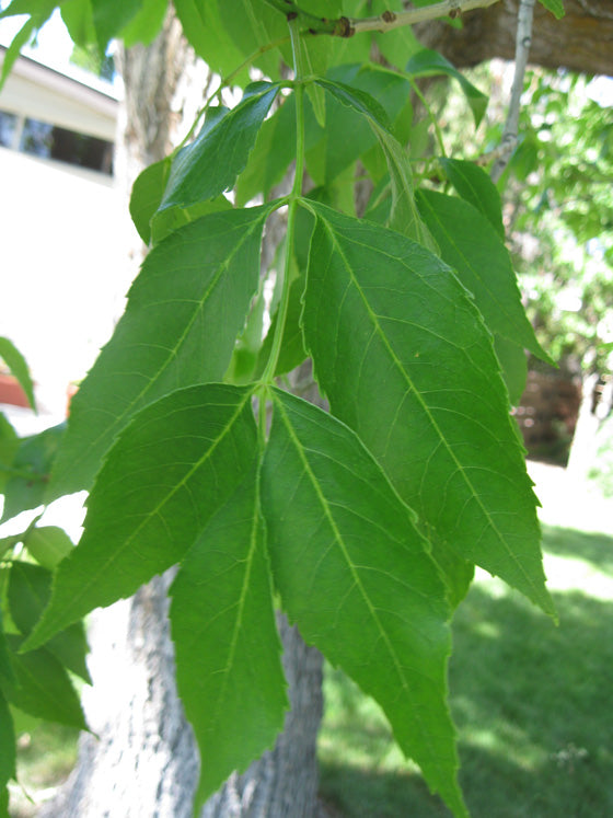 Green Ash Leaf