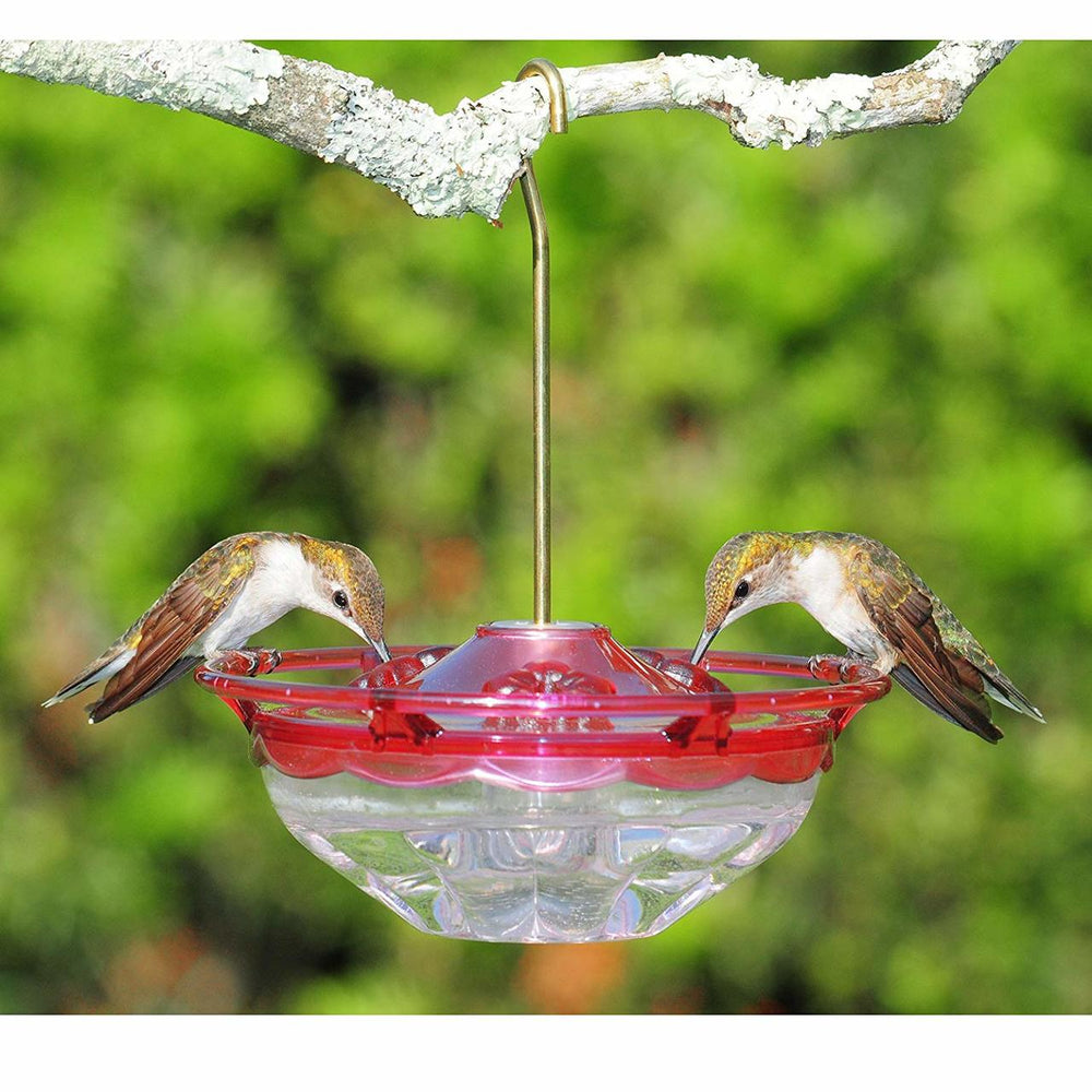 Buy HummZinger HummBlossom Feeder, 4 oz, Rose Online in USA, HummZinger ...