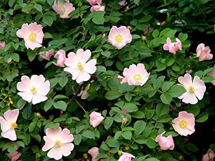 Buy Rosa canina: Dog Rose Seeds Online in USA, Rosa canina: Dog Rose ...