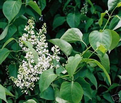 Buy Syringa vulgaris 'Alba': Common White Lilac Seeds Online in USA ...
