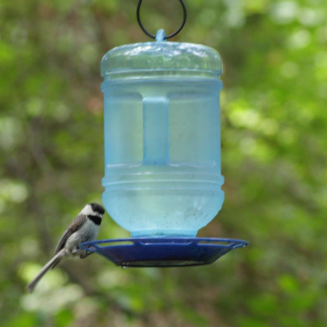 Buy Water Cooler Bird Waterer Online in USA, Water Cooler Bird Waterer ...